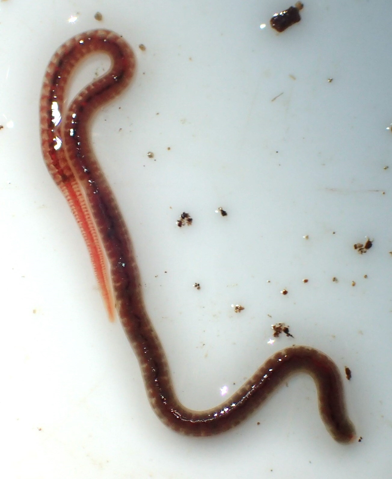 Lumbriculus variegatus (Lumbriculus variegatus) - Naturbasen