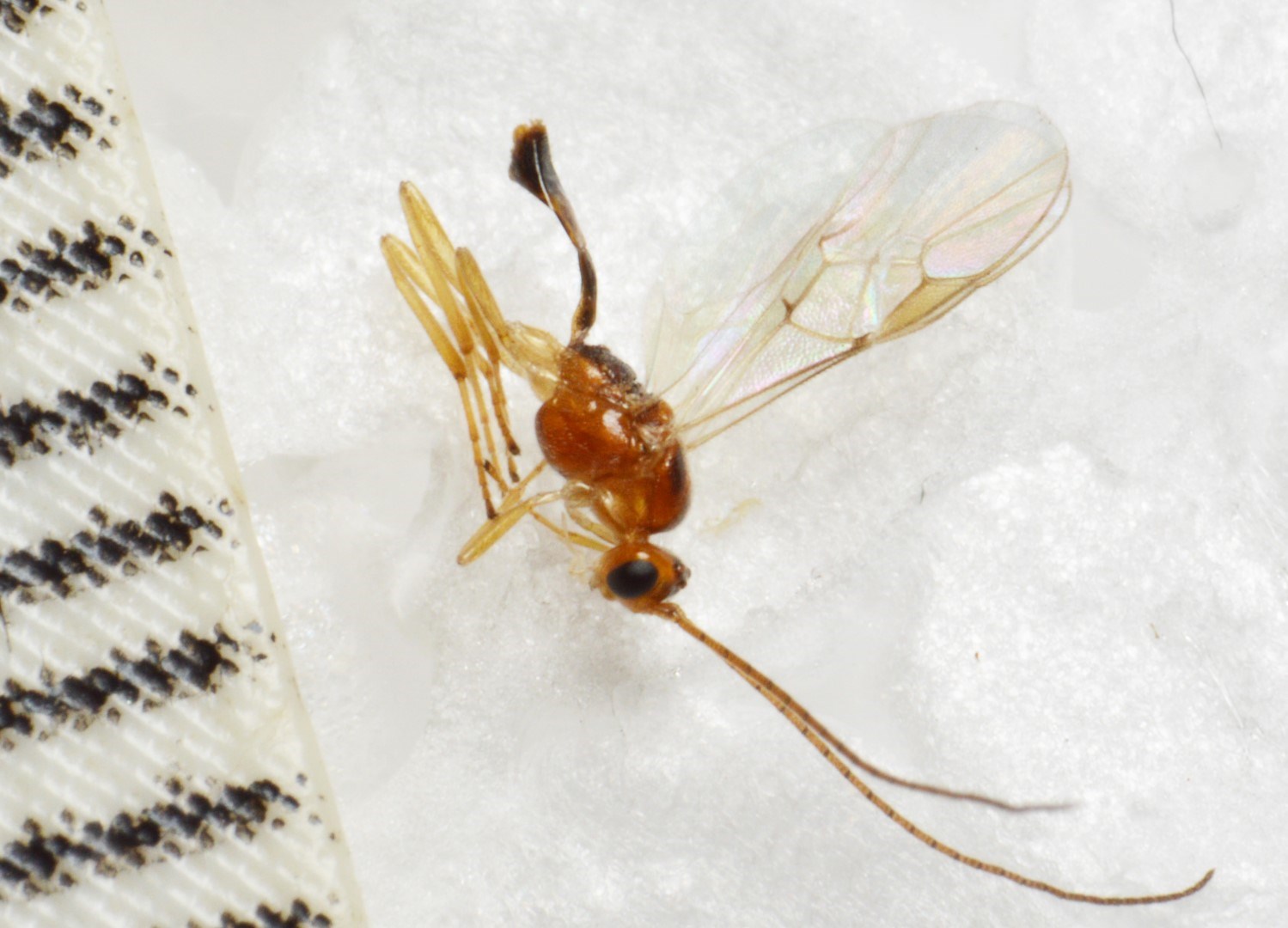 Meteorus ictericus - Observation NB-1779649 - Naturbasen