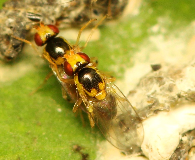 Gaurax fascipes (Gaurax fascipes) - Naturbasen