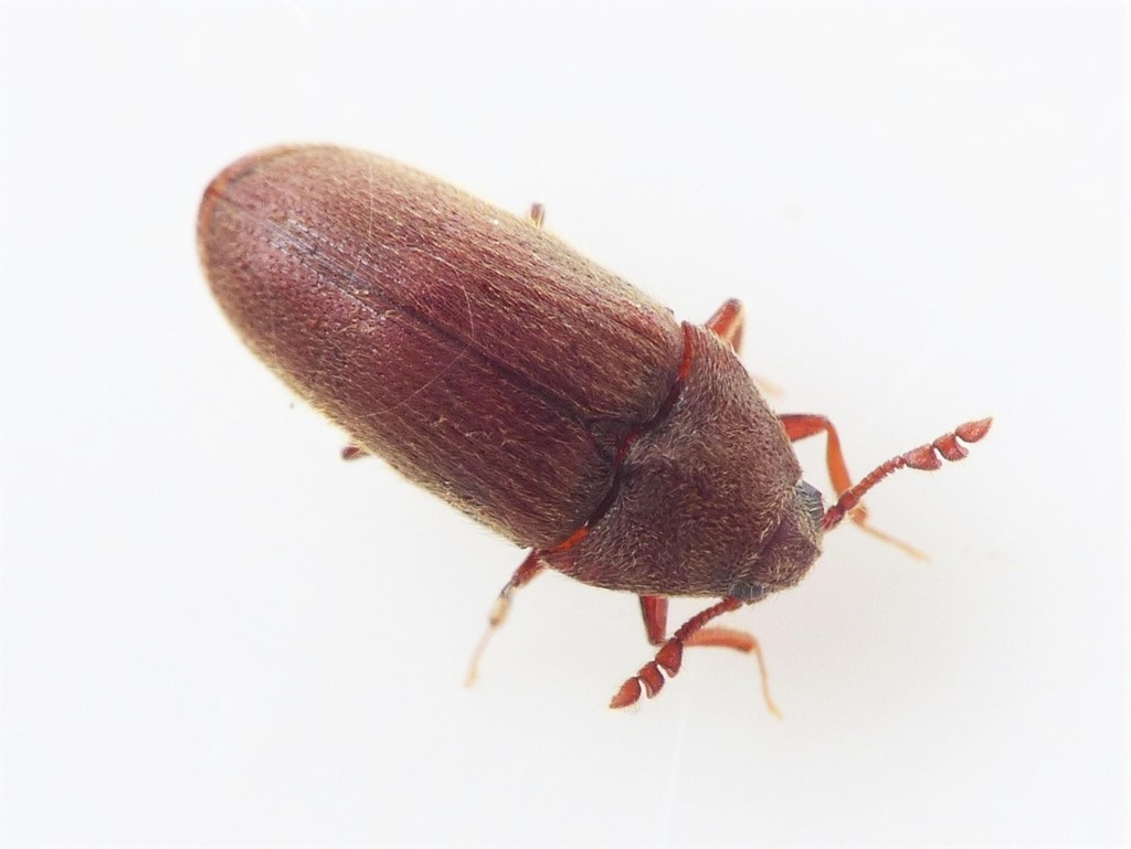 Trixagus leseigneuri (Trixagus leseigneuri) - Naturbasen