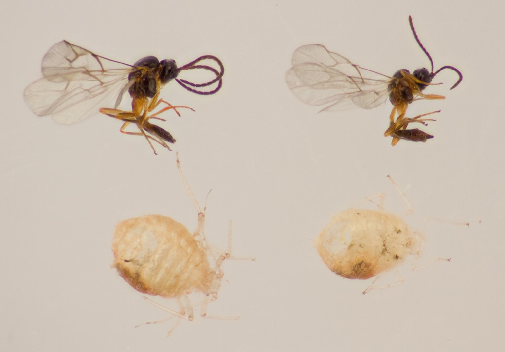 Aphidius setiger (Aphidius setiger) - Naturbasen