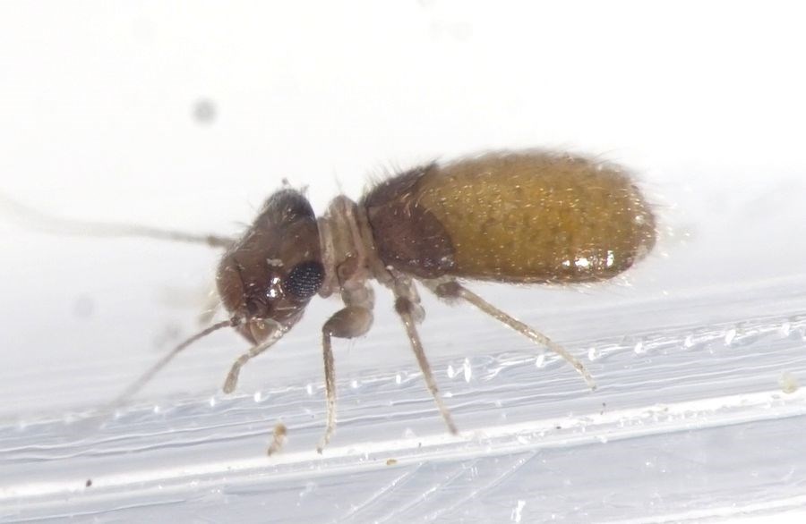 Lepinotus reticulatus (Lepinotus reticulatus) - Naturbasen