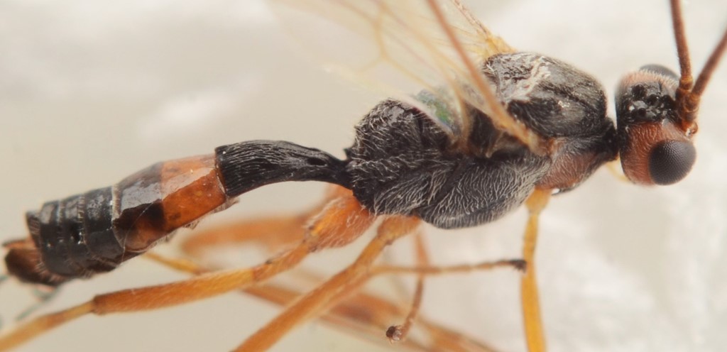 Meteorus ruficeps (Meteorus ruficeps) - Naturbasen