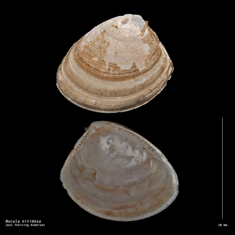 Almindelig Nøddemusling (Nucula nitidosa) - Naturbasen