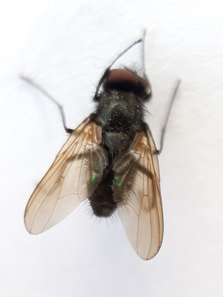 Hydrotaea cyrtoneurina (Hydrotaea cyrtoneurina) - Naturbasen