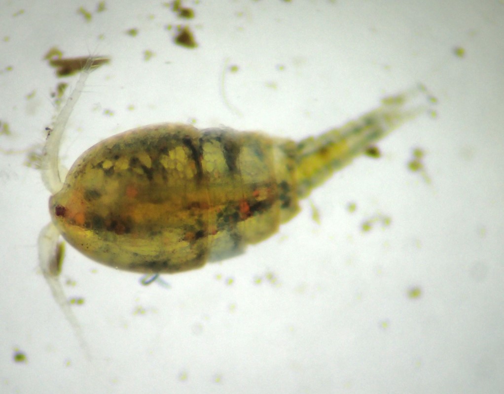 Cyclopoida (Cyclopoida) - Naturbasen - Danmarks Artsportal