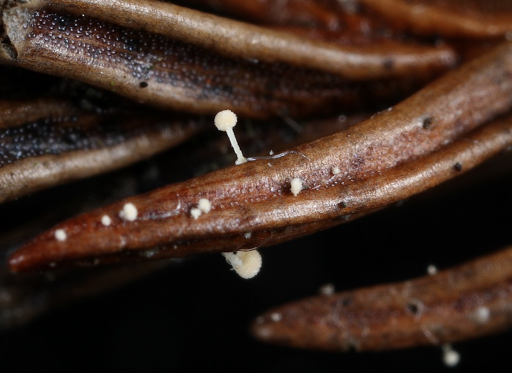 Japangran-Boldkølle (Physalacria cryptomeriae) - Naturbasen
