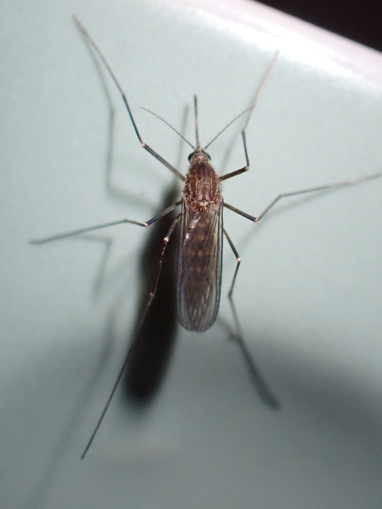 Ochlerotatus detritus (Ochlerotatus detritus) - Naturbasen