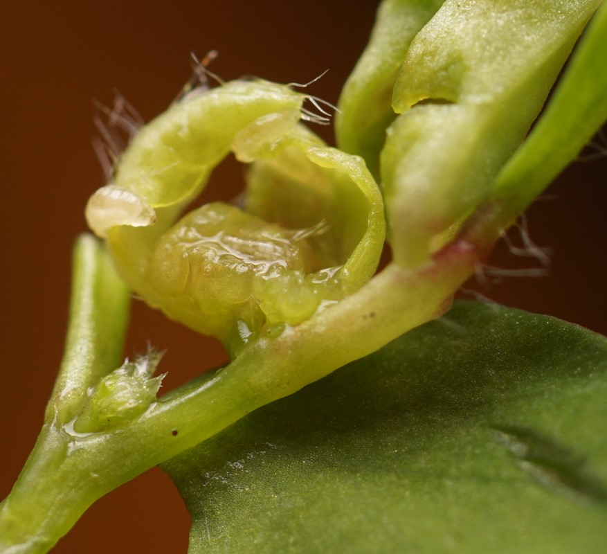 Contarinia barbichei (Contarinia barbichei) - Naturbasen