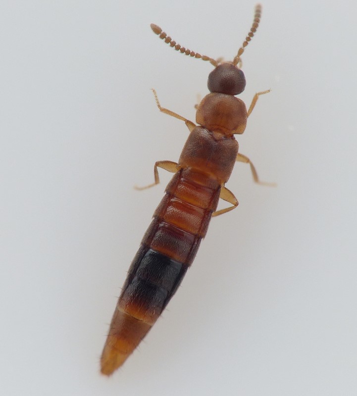 Oxypoda brachyptera (Oxypoda brachyptera) - Naturbasen