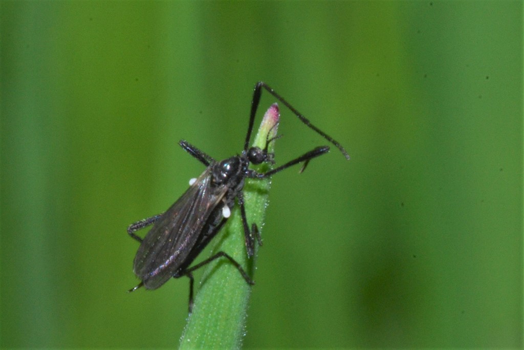 Arter der begynder med 'Magdalis ' - Naturbasen