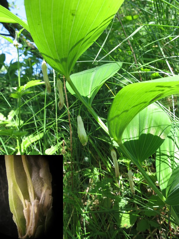 Contarinia polygonati (Contarinia polygonati) - Naturbasen