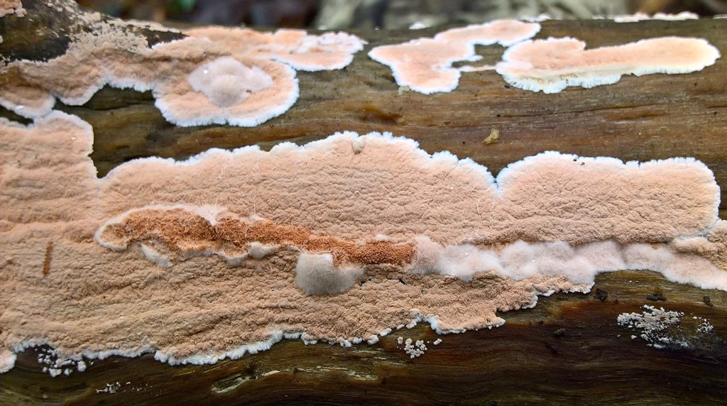 Corticium erikssonii (Corticium erikssonii) - Naturbasen