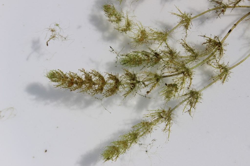 Rævehaletråd (Lamprothamnium papulosum) - Naturbasen