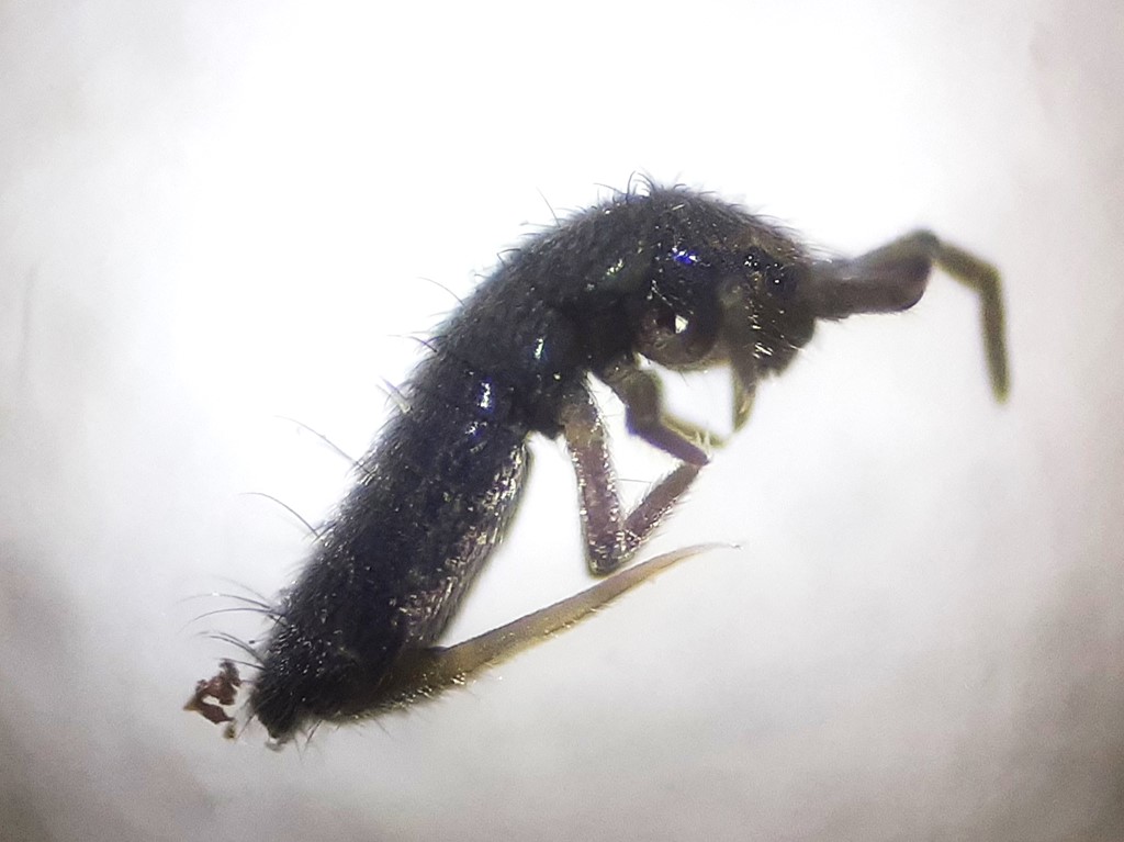 Isotoma anglicana (Isotoma anglicana) - Naturbasen