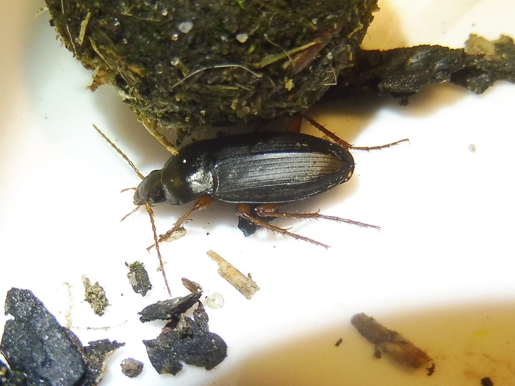 Smal Torpedoløber (Calathus erratus) - Naturbasen