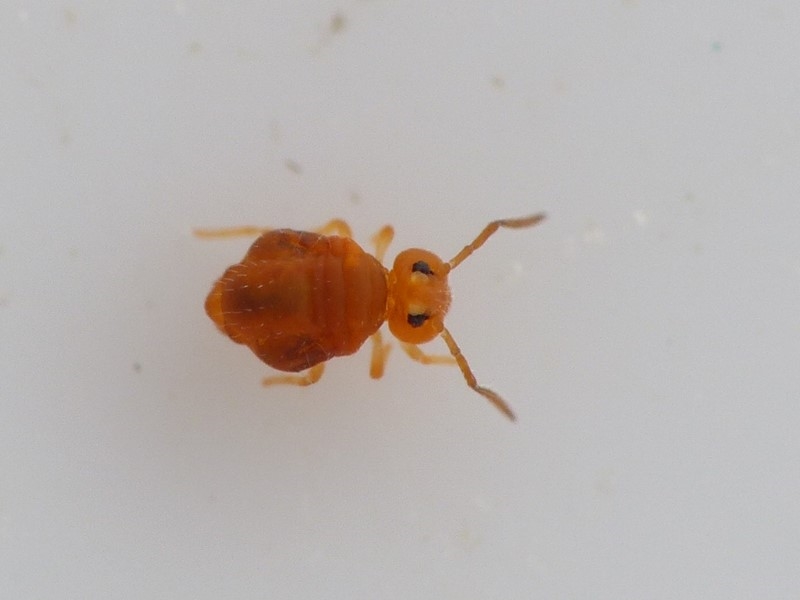 Entognather (Entognatha) - Naturbasen - Danmarks Artsportal