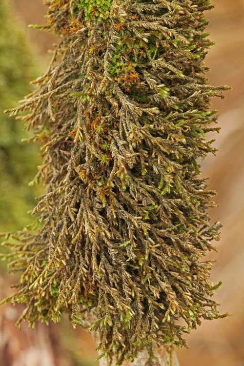 Bark-Dækmos (Cryphaea heteromalla) - Naturbasen