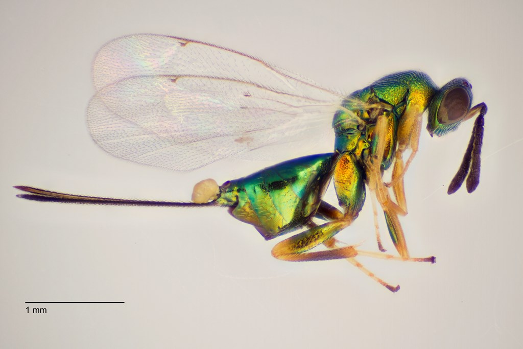 Torymidae (Torymidae) - Naturbasen - Danmarks Artsportal