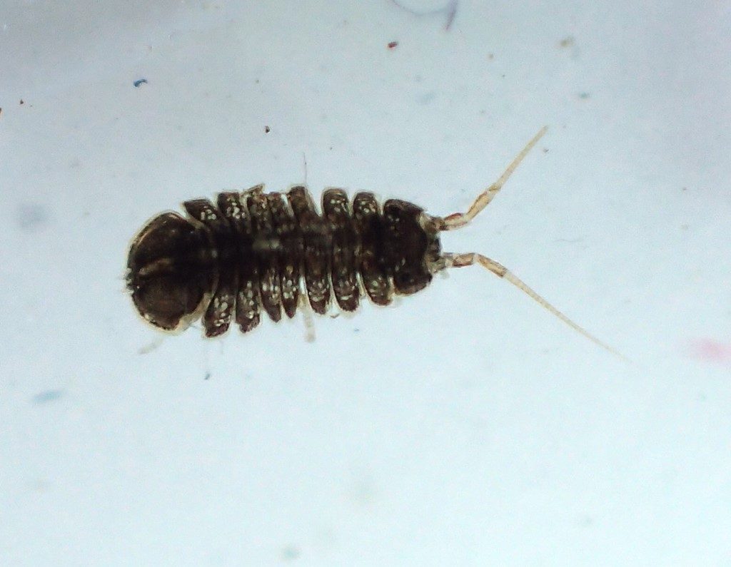 Jaera (Jaera) albifrons (Jaera (Jaera) albifrons) - Naturbasen