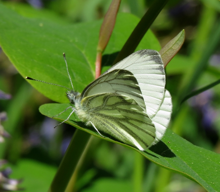 Grønåret Kålsommerfugl - Observation NB-2450804 - Naturbasen