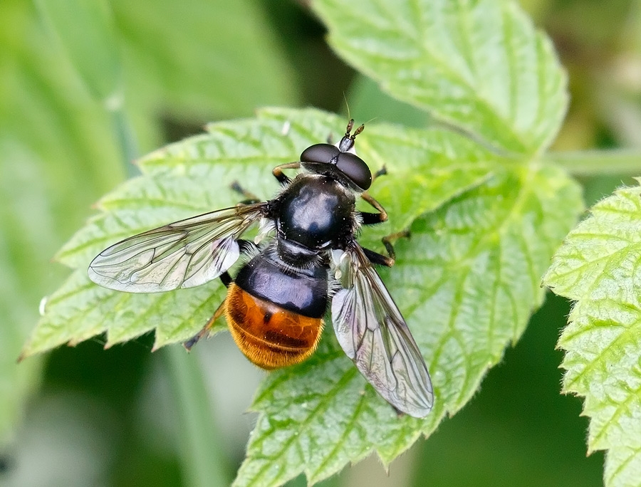 Stub-Svirreflue (Blera fallax) - Naturbasen