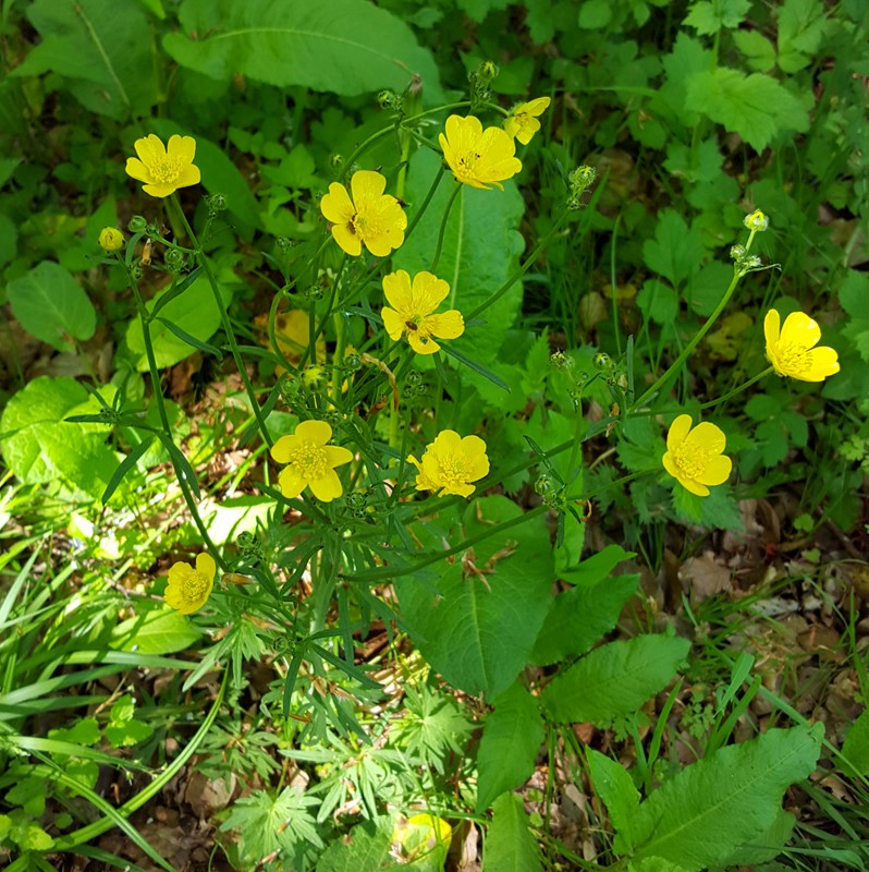 Bidende Ranunkel - Observation NB-2234567 - Naturbasen