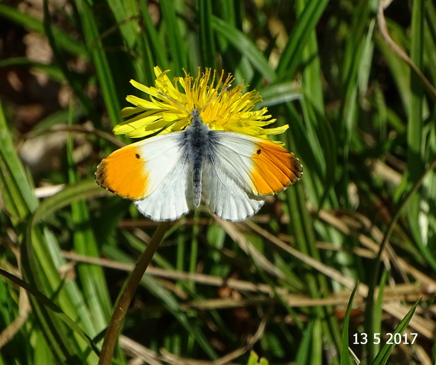 Aurora - Observation NB-2220532 - Naturbasen