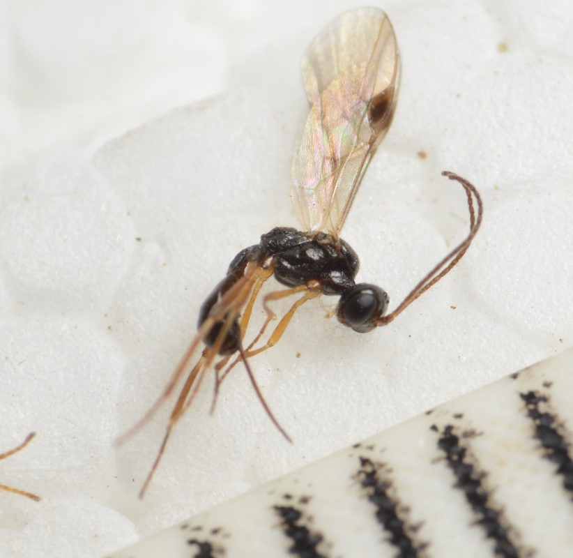 Meteorus vexator (Meteorus vexator) - Naturbasen