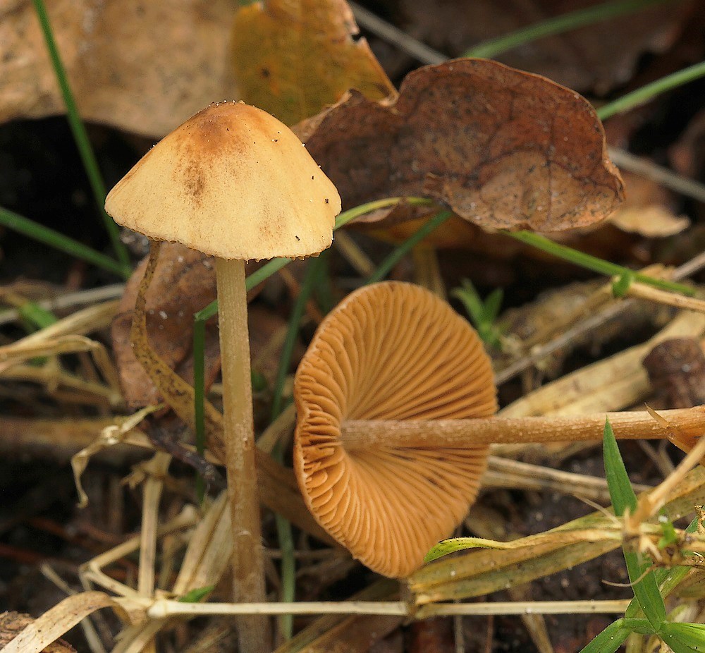Conocybe macrocephala (Conocybe macrocephala) - Naturbasen