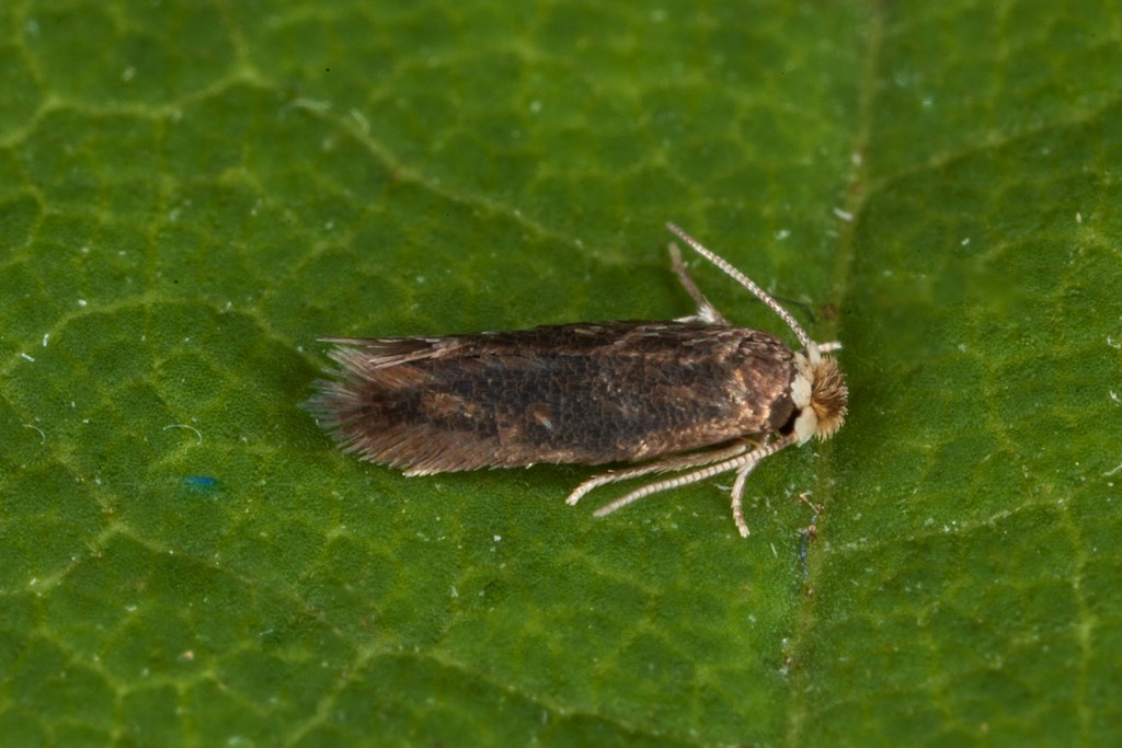 Rødhovedet Egedværgmøl (Stigmella roborella) - Naturbasen