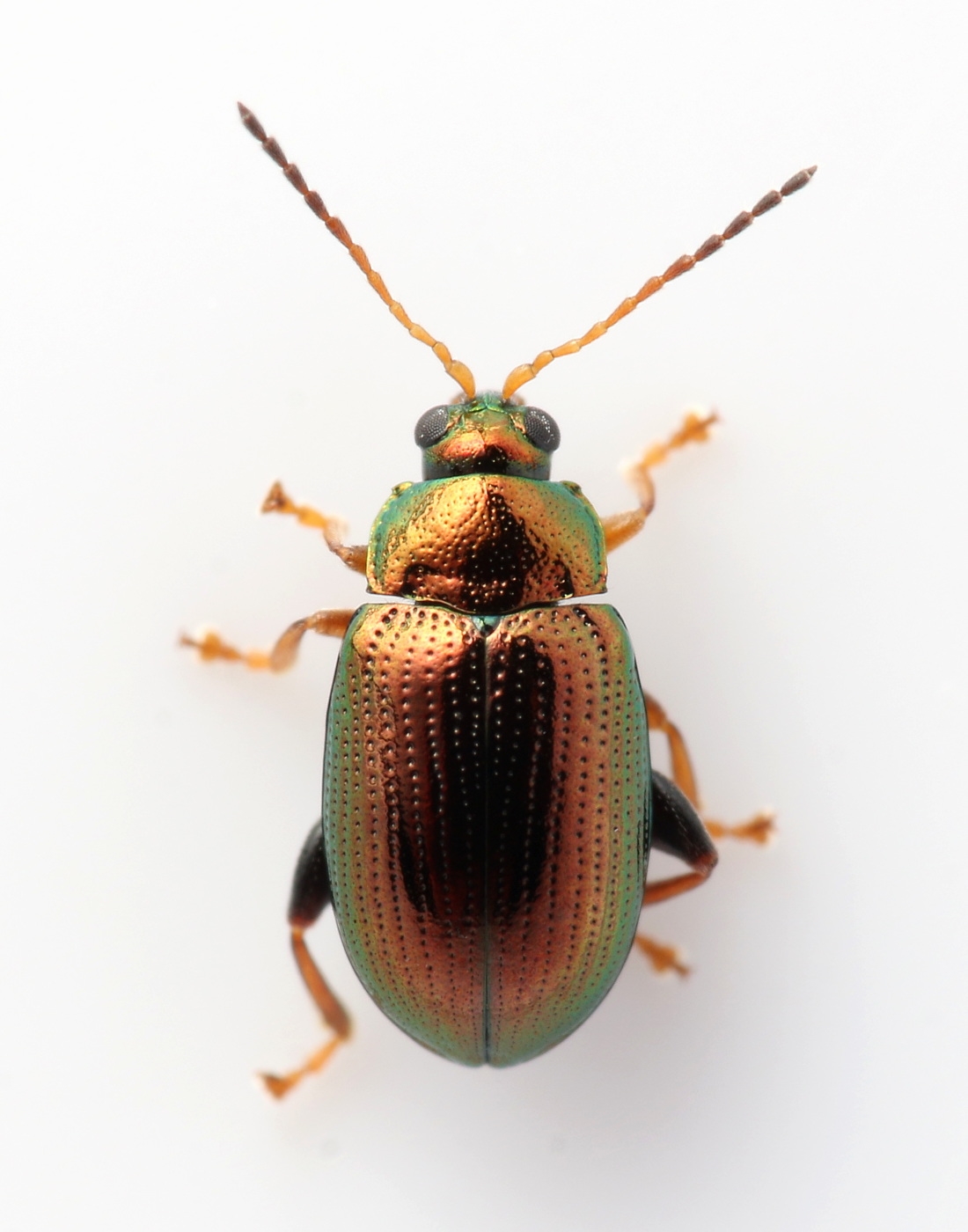 Crepidodera aurea (Crepidodera aurea) - Naturbasen