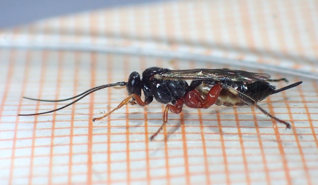 Pimpla contemplator - Observation NB-3294583 - Naturbasen