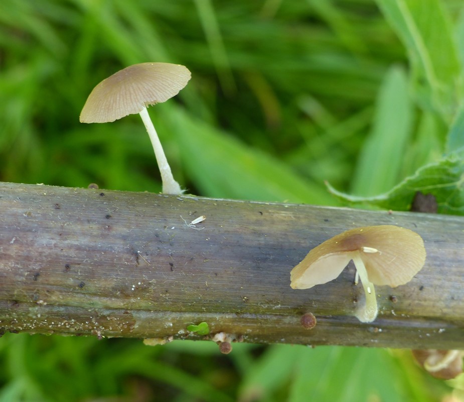 Dunhammer-Mørkhat (Psathyrella typhae) - Naturbasen