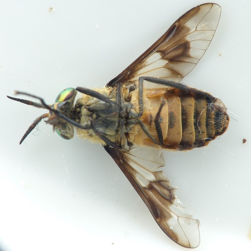 Klæger (Tabanidae) - Artsliste med billeder - Naturbasen