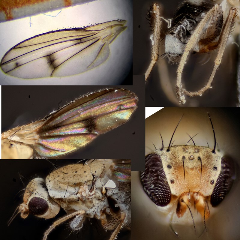 Trixoscelis obscurella (Trixoscelis obscurella) - Naturbasen