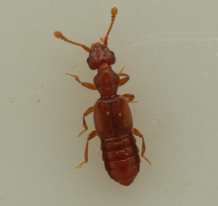 Euplectus bescidicus (Euplectus bescidicus) - Naturbasen