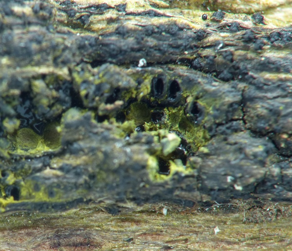 Arter der begynder med 'Quedius ' - Naturbasen