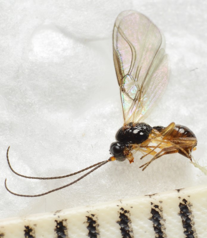 Dacnusa tarsalis (Dacnusa tarsalis) - Naturbasen