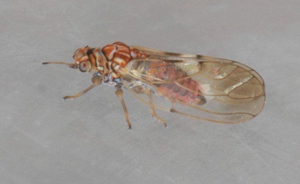 Aphalara sp. (Aphalara sp.) - Naturbasen