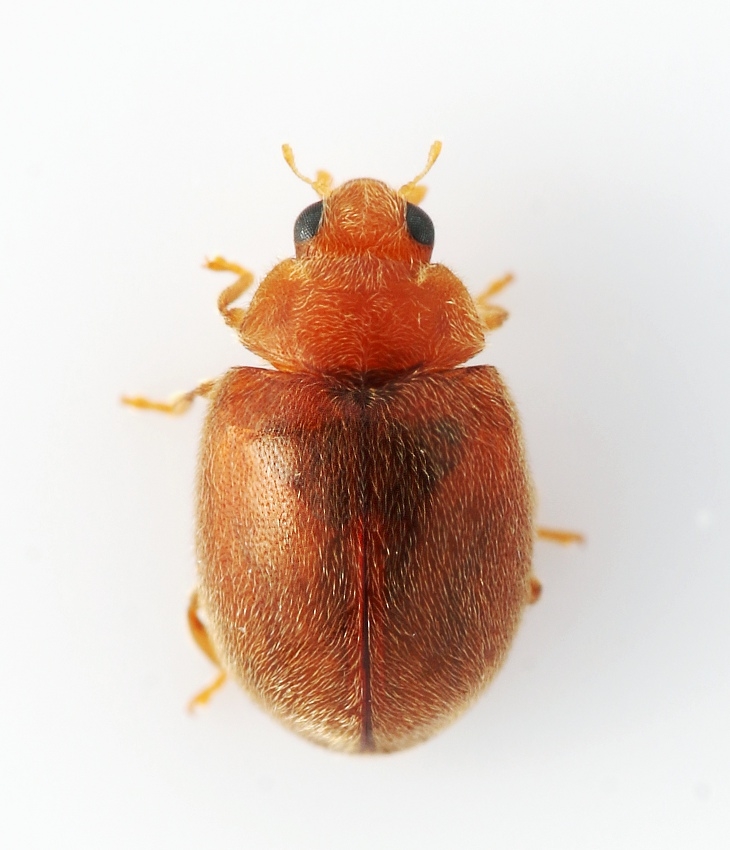 Scymnus abietis (Scymnus abietis) - Naturbasen