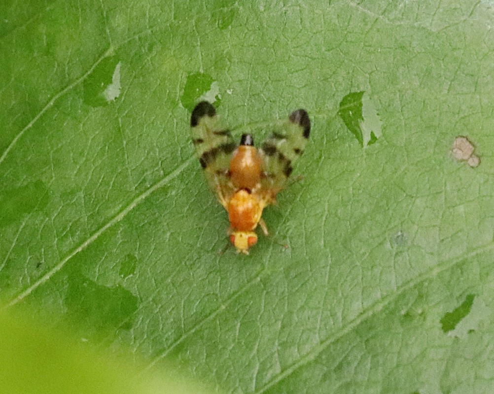 Trypeta immaculata - Observation NB-3510838 - Naturbasen