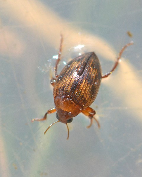 Haliplus fulvicollis (Haliplus fulvicollis) - Naturbasen