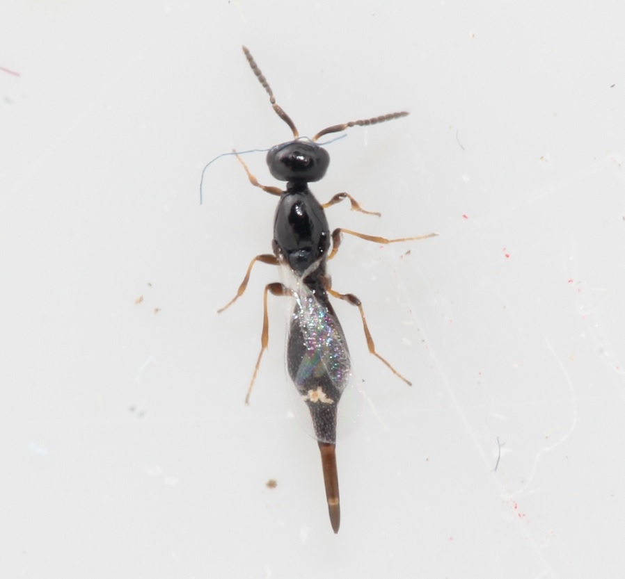 Platygaster rutubus (Platygaster rutubus) - Naturbasen