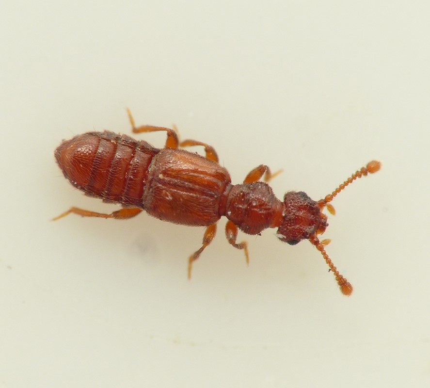 Euplectus punctatus (Euplectus punctatus) - Naturbasen