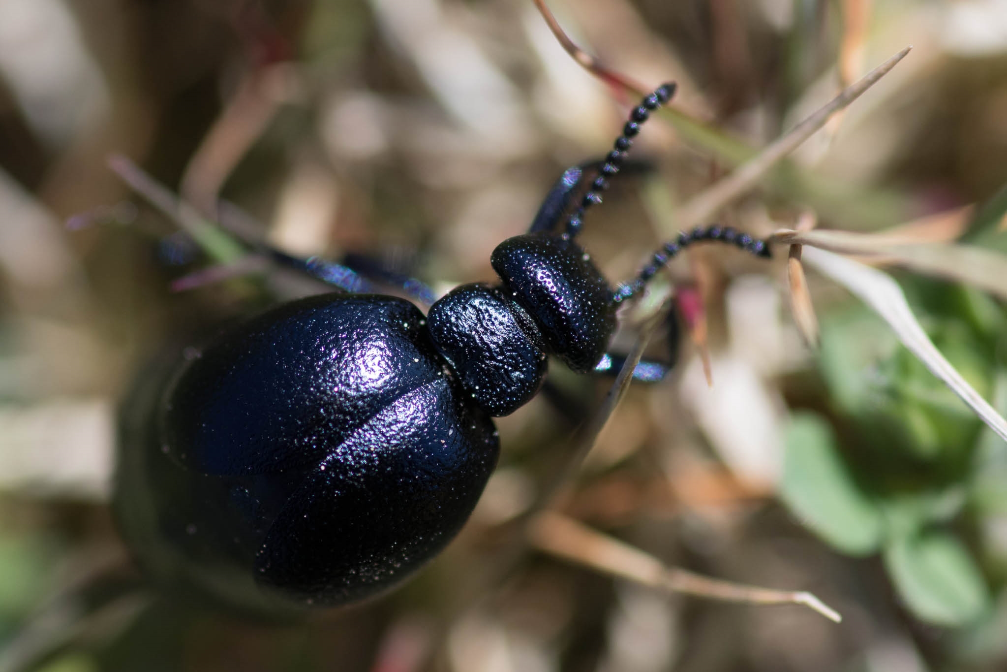 Korthalset Oliebille - Observation NB-2964241 - Naturbasen