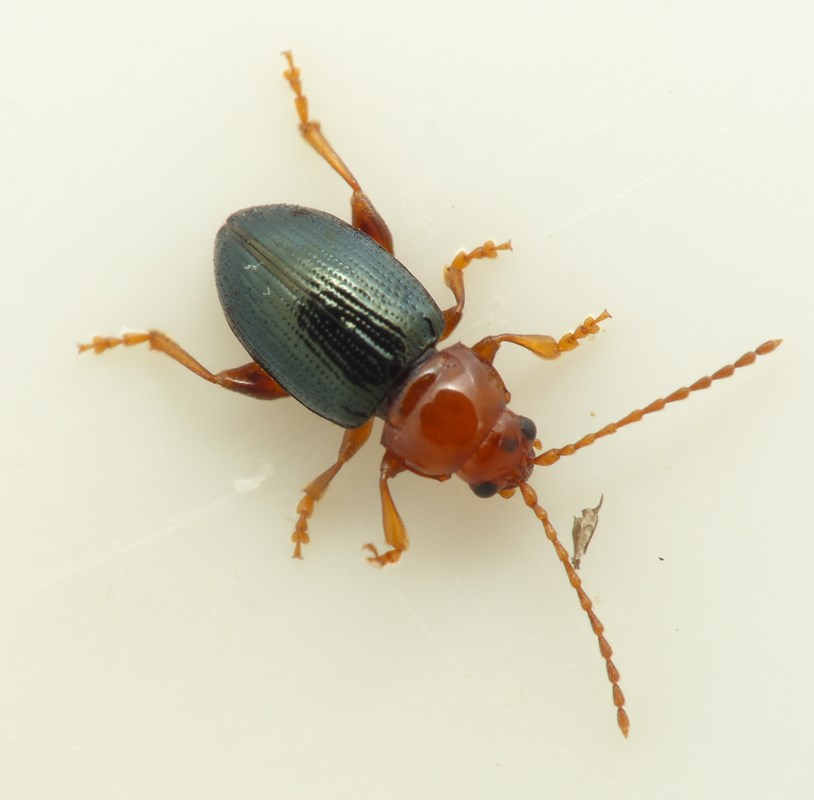 Derocrepis rufipes (Derocrepis rufipes) - Naturbasen