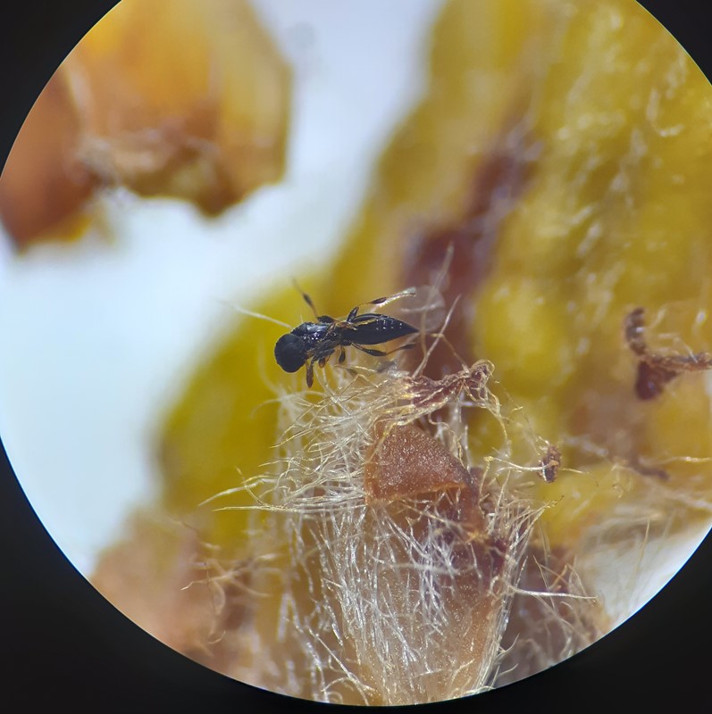 Synopeas sosis (Synopeas sosis) - Naturbasen