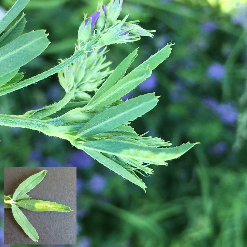 Arter der begynder med 'Epuraea' - Naturbasen