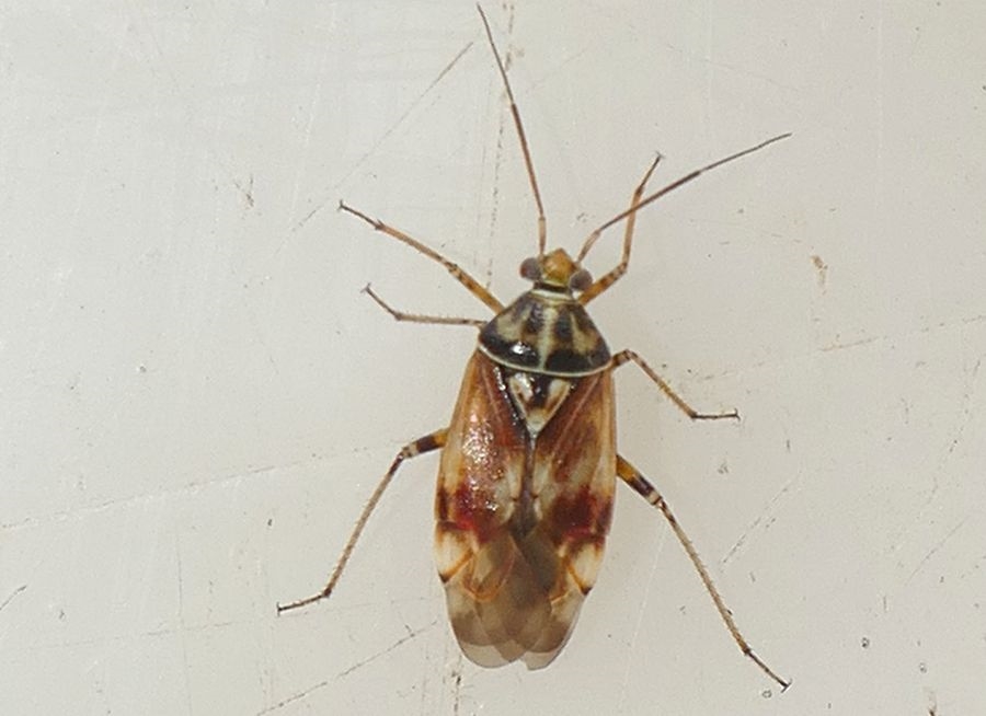 W-Engtæge (Lygus wagneri) - Naturbasen